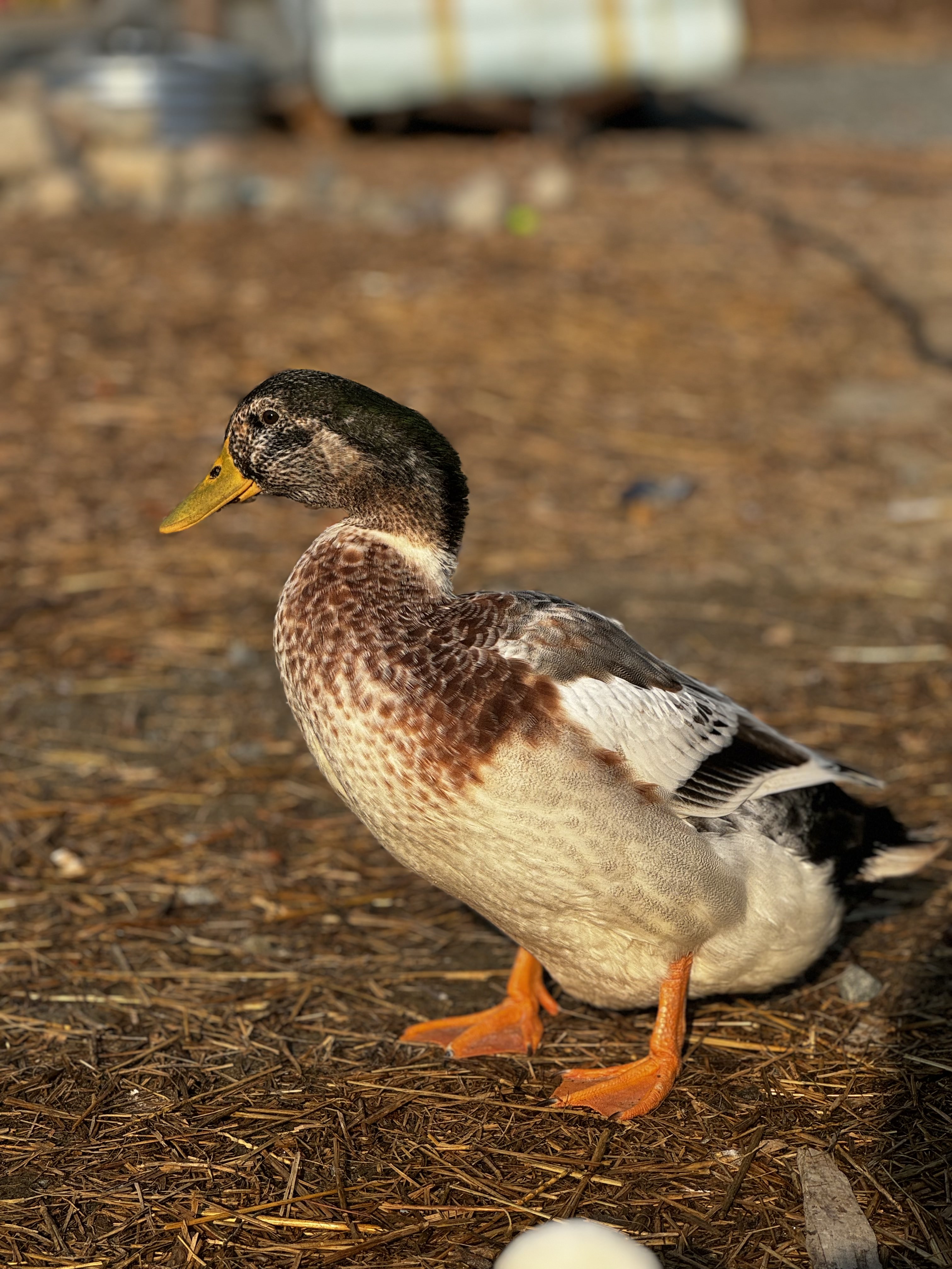 Huard Farms - Silkies, Turkeys & Geese