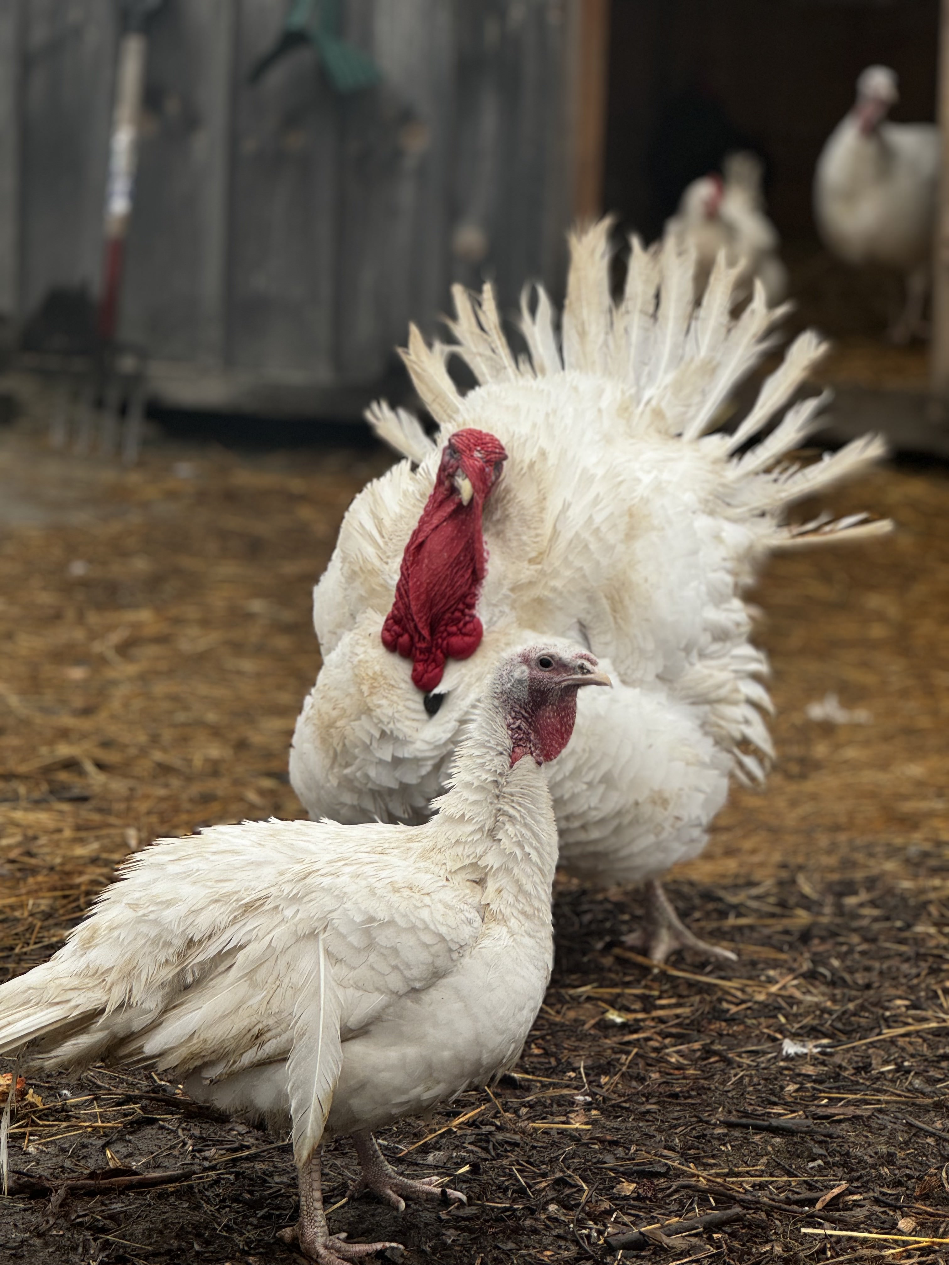Huard Farms - Silkies, Turkeys & Geese