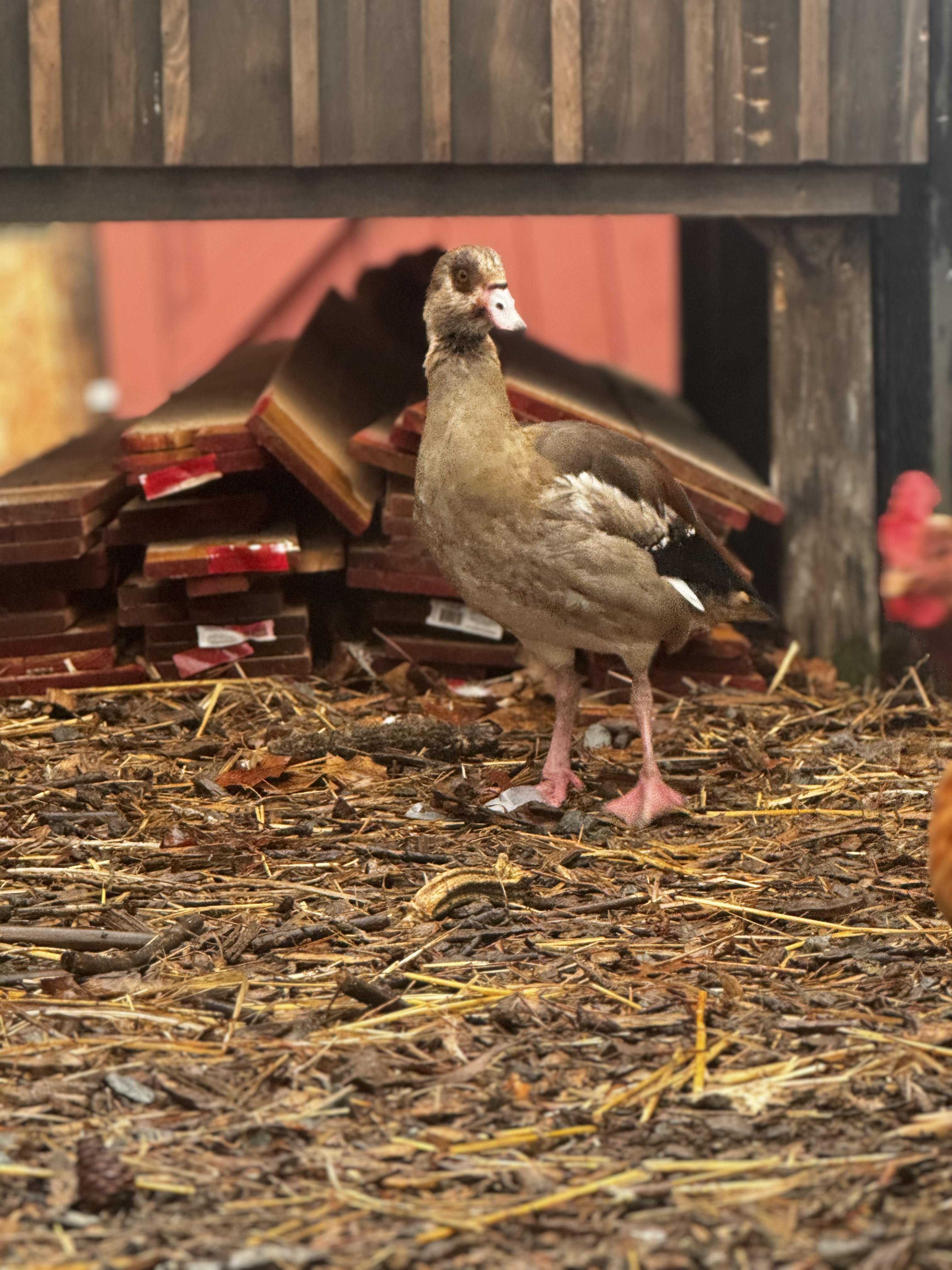 Huard Farms - Silkies, Turkeys & Geese