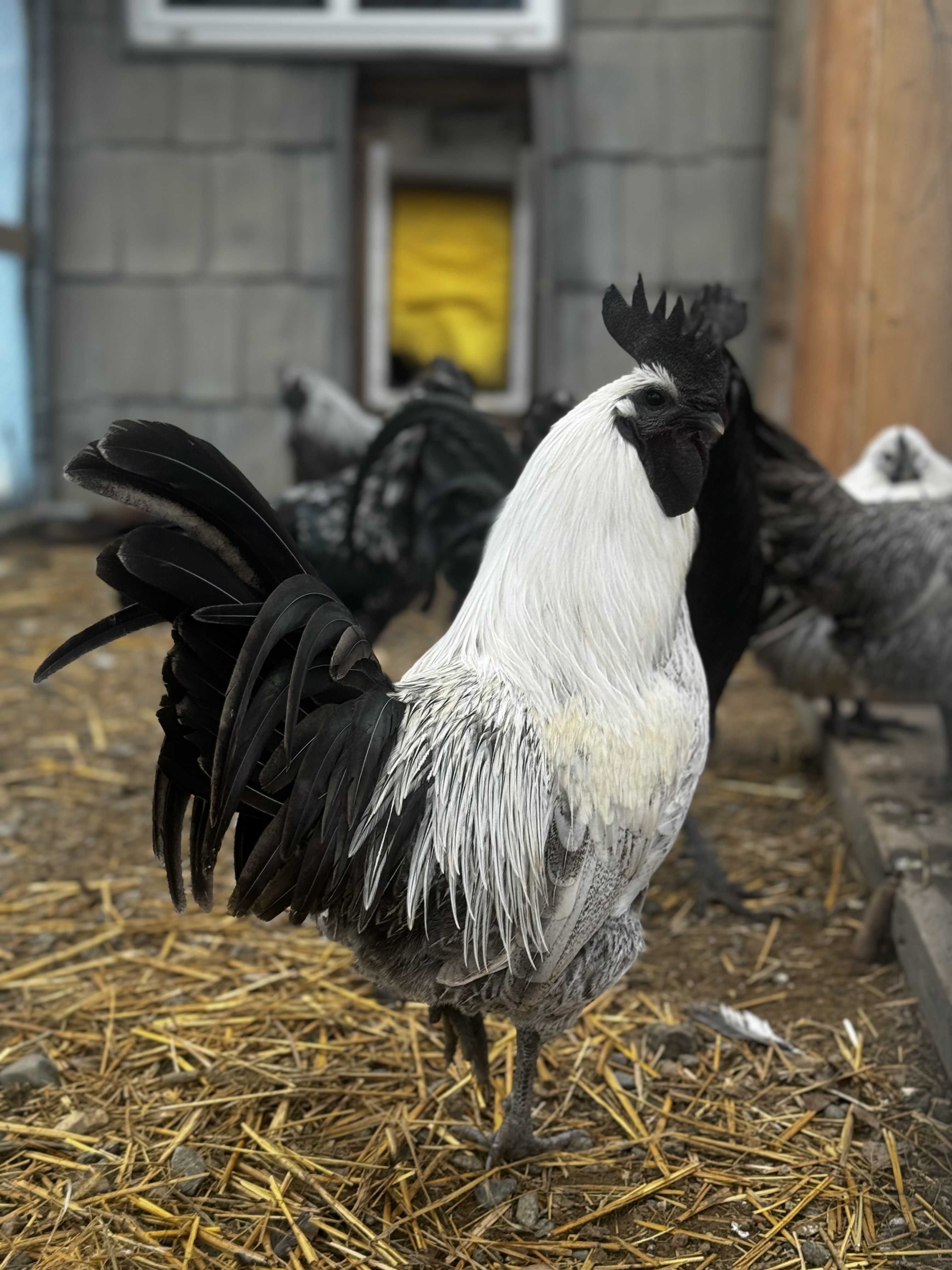 Huard Farms - Silkies, Turkeys & Geese
